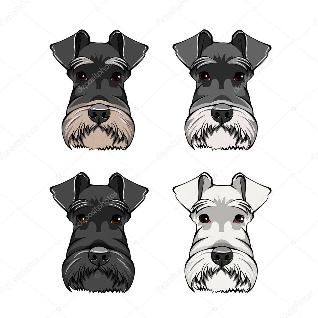 Schnauzer Dog Portraits set. Schnauzer dog breed. Dog head, muzzle ...