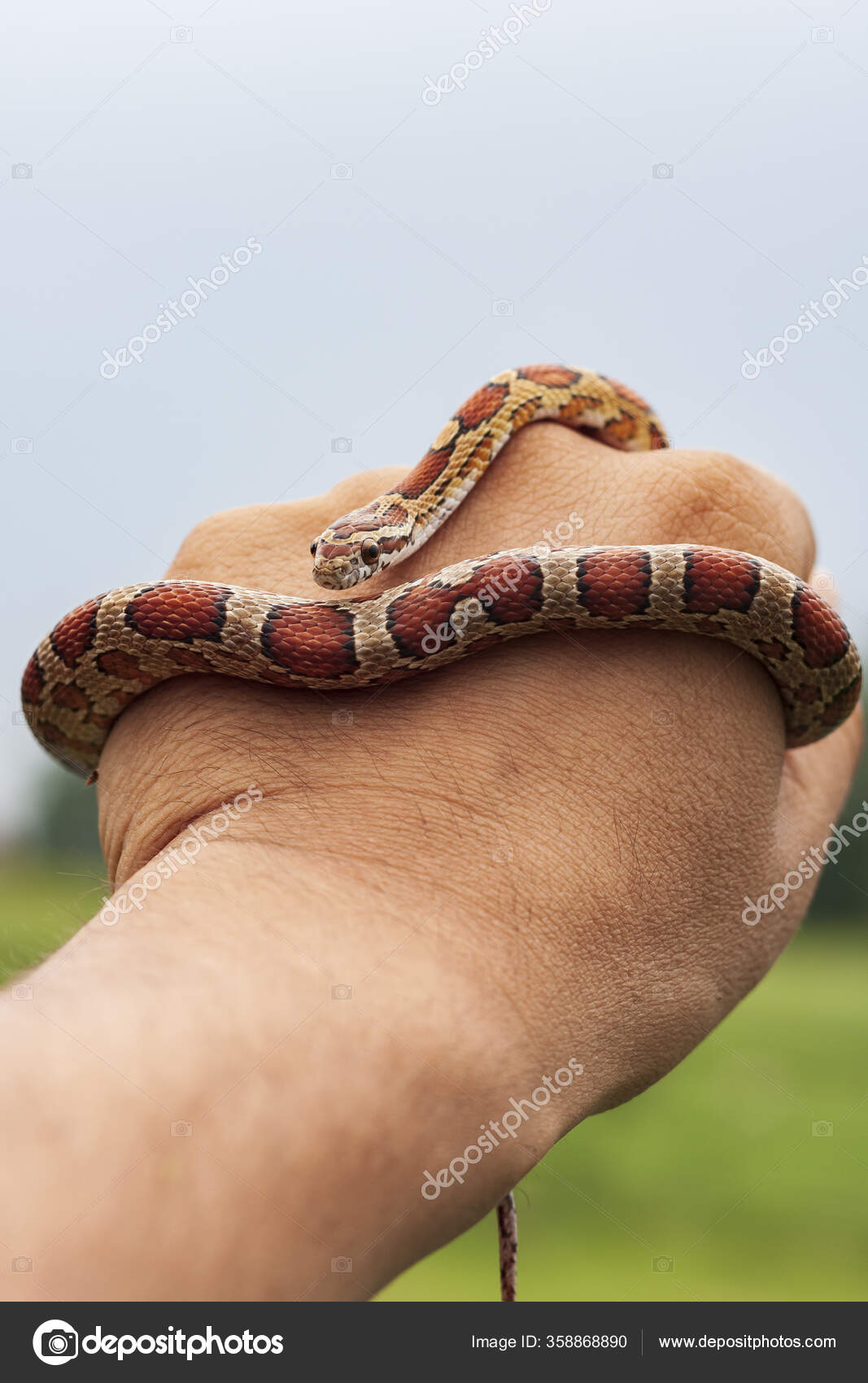 Pantherophis Guttatus Red Snake Crawls Human Hand — Stock Photo ...