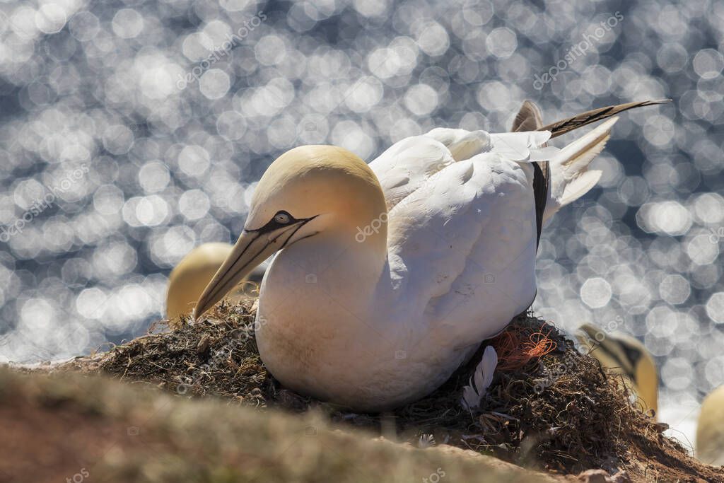 Increíbles aves marinas alcatraces del norte en estado salvaje en la ...