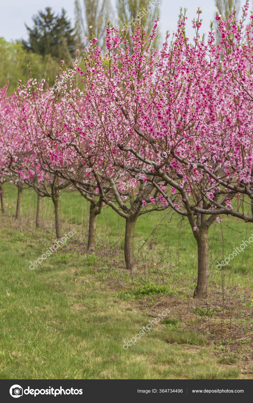 Bunga Merah Muda Mekar Dan Pohon Persik Kebun Buah — Foto Stok ...
