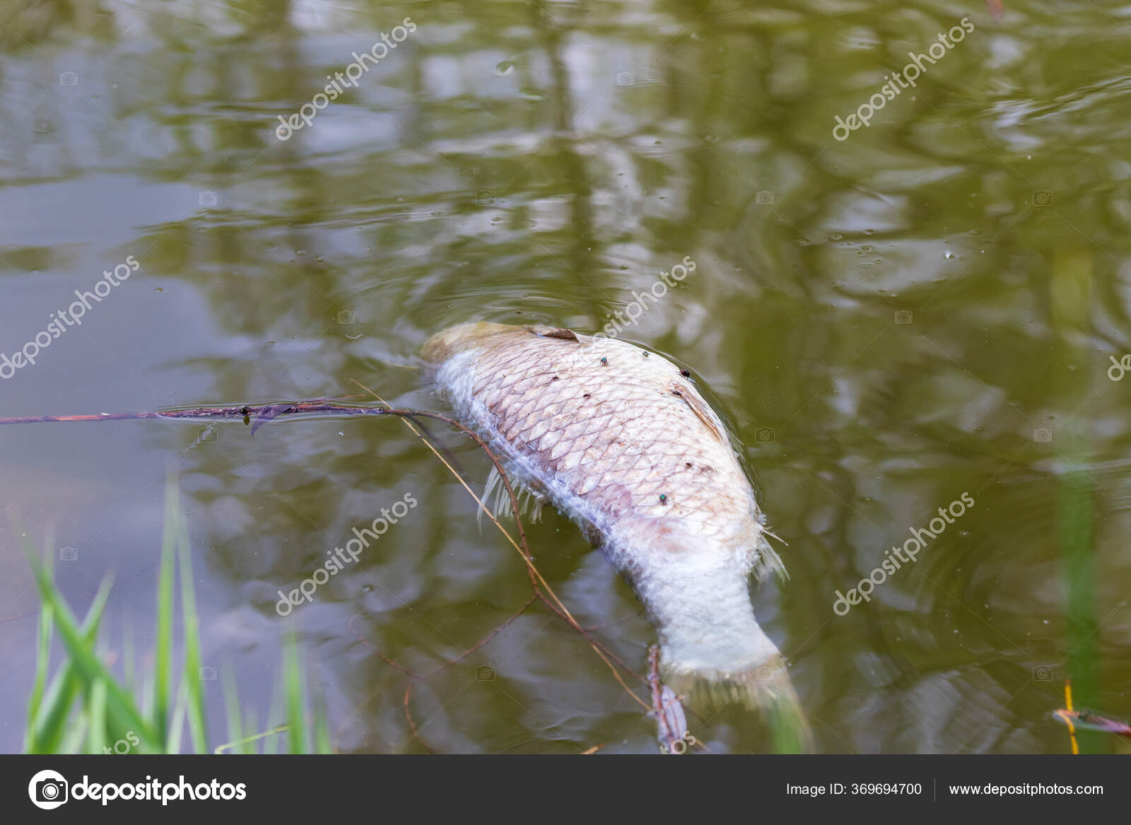 Dead Carp Pond Flies Carp Stock Photo by ©rkfotobjuty 369694700