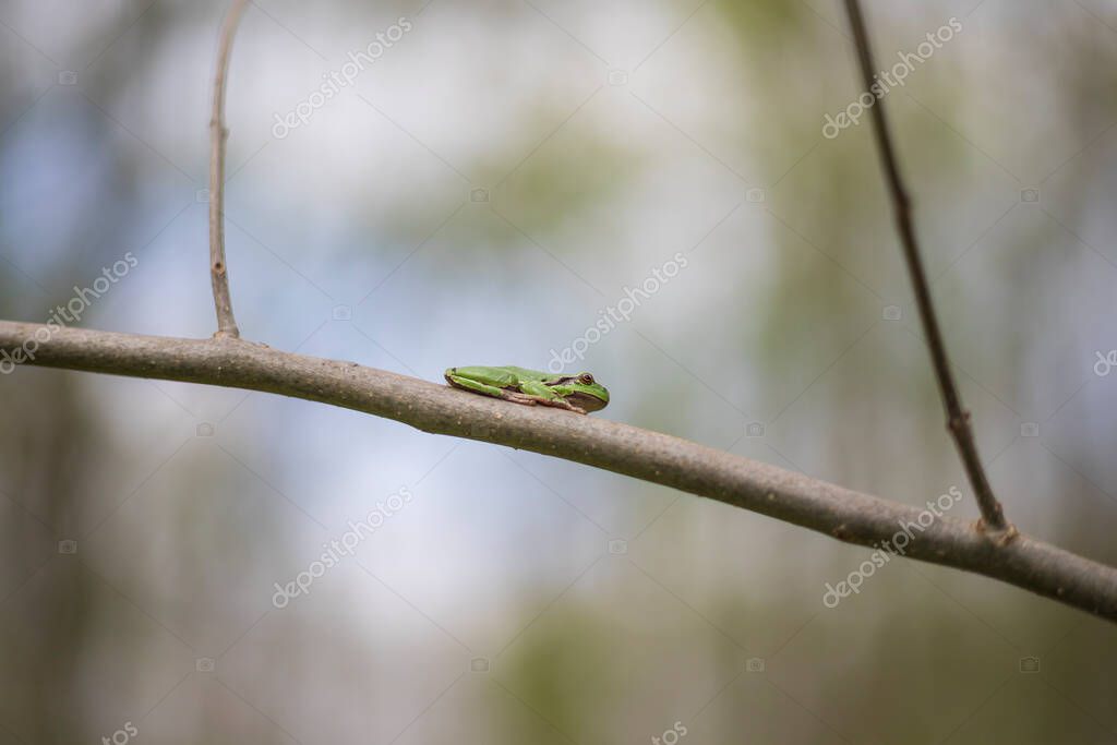 La rana arbórea verde - Hyla arborea - se sienta en una rama de árbol ...