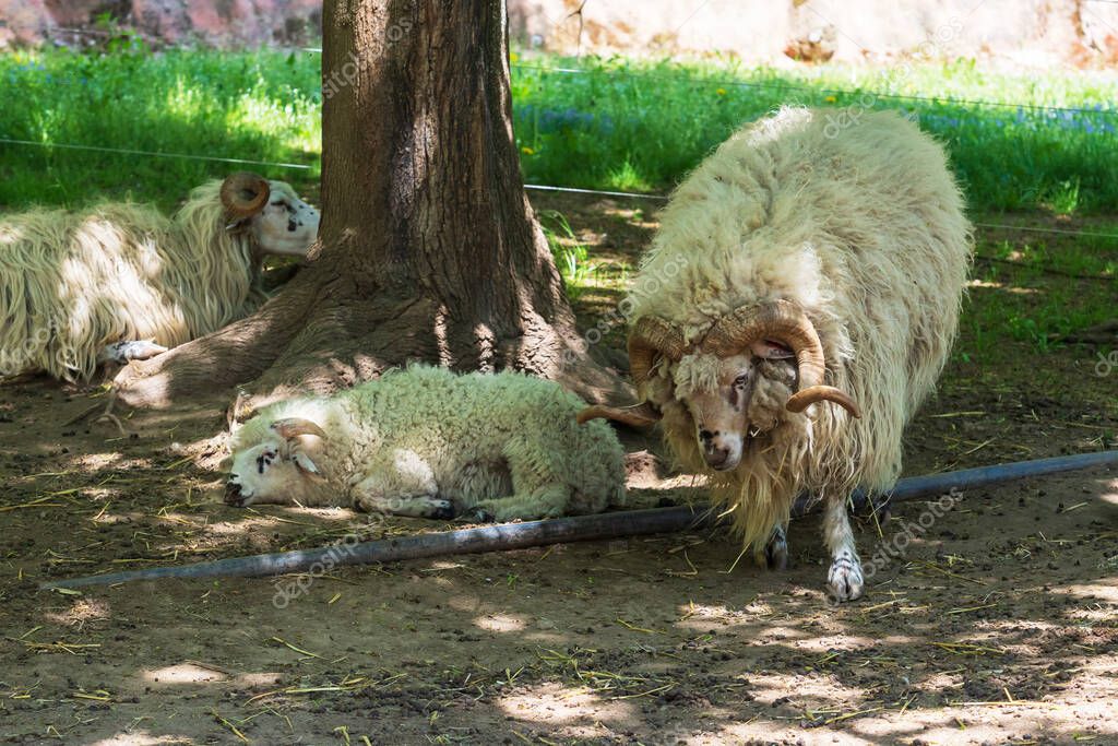 Las ovejas valacas - la raza de las ovejas blancas peludas de Valaquia ...