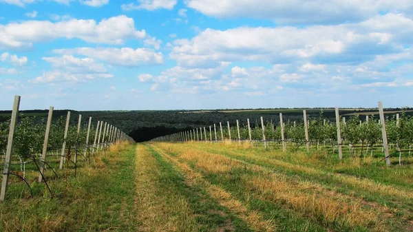 hillside apple orchard. garden road between the rows. apples ripen on ...