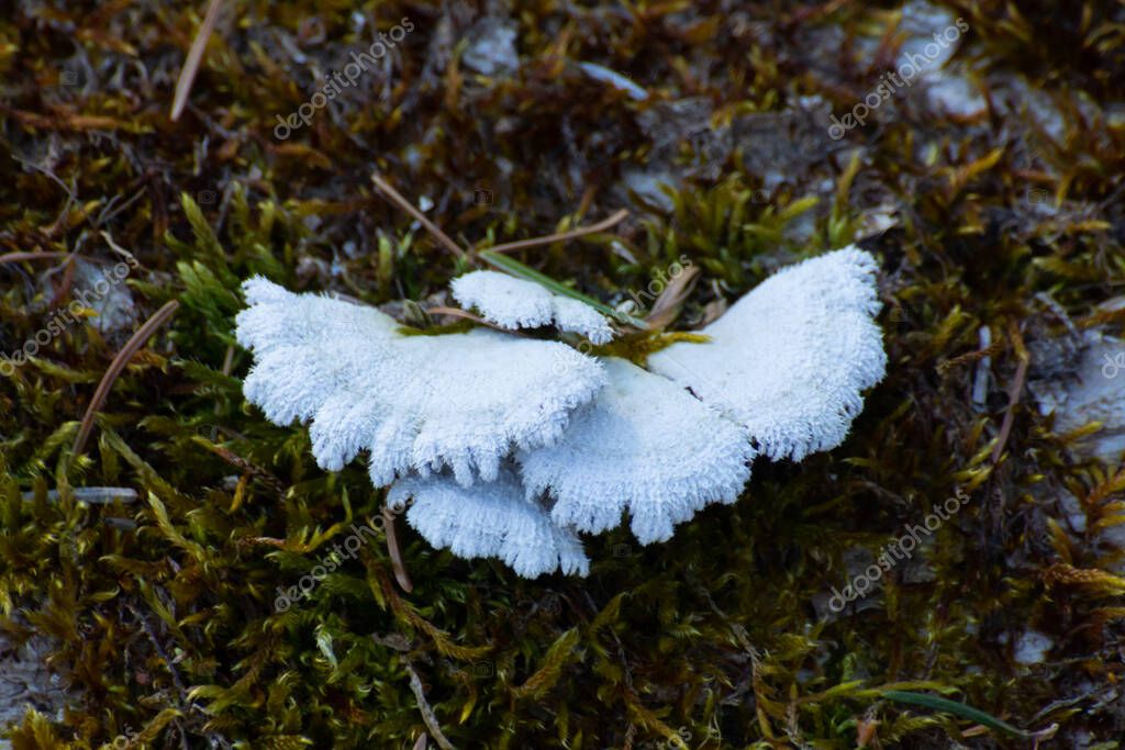 Primer plano de una seta aglomerada común, Schizophyllum commune o ...