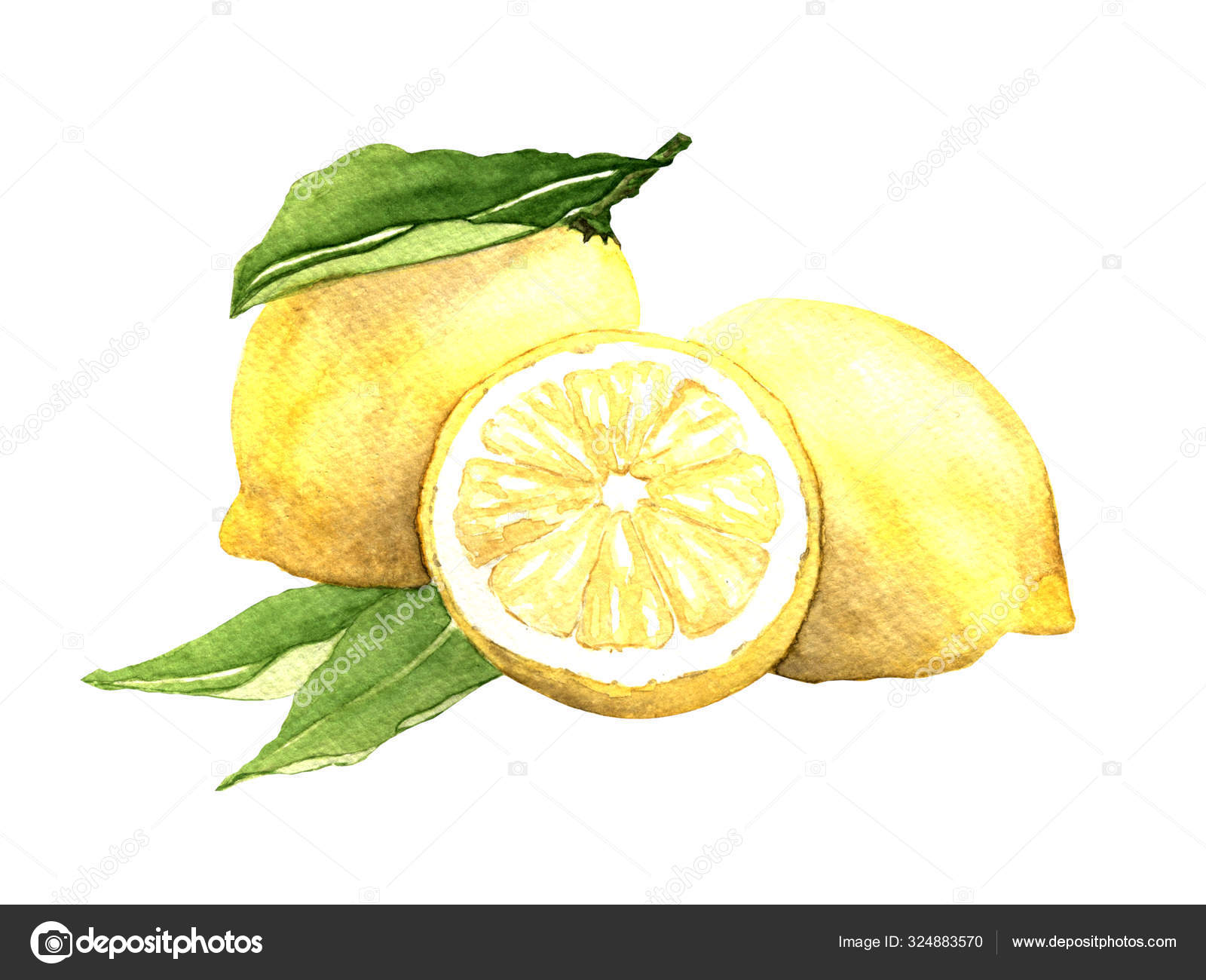 Watercolor Illustration Hand Drawing Lemon Branch Leaves Half Lemon ...