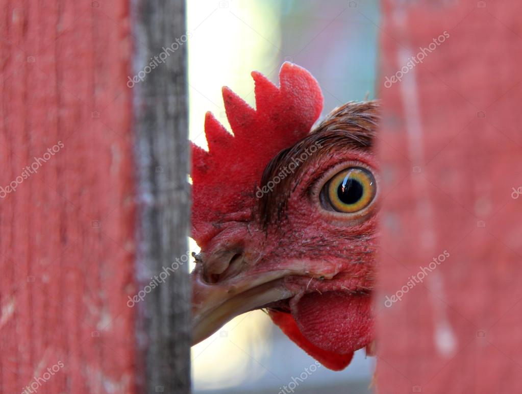 Chicken looking from behind a fence — Stock Photo © katoosha #125297186