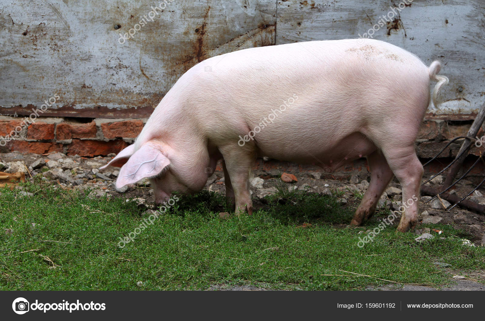 Big white pig digging the ground in the barnyard — Stock Photo ...