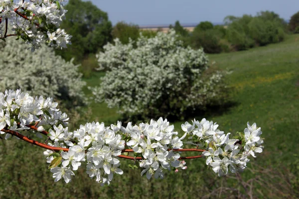 Prune blanche stock fotografie, royalty free Prune blanche obrázky ...