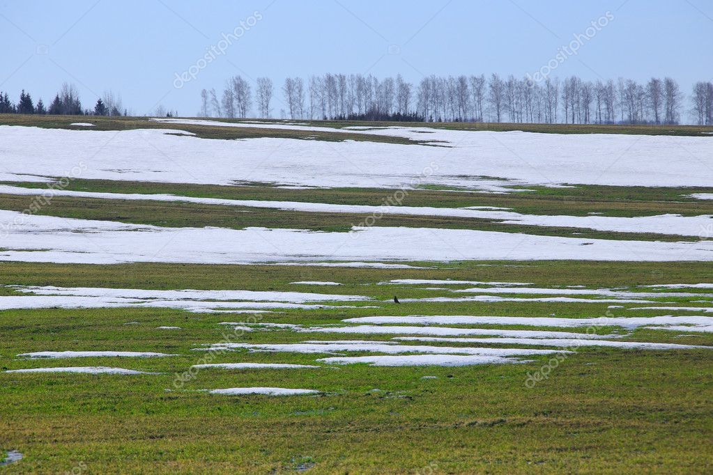 Paisaje Primavera temprana en el campo en un d a soleado 2024