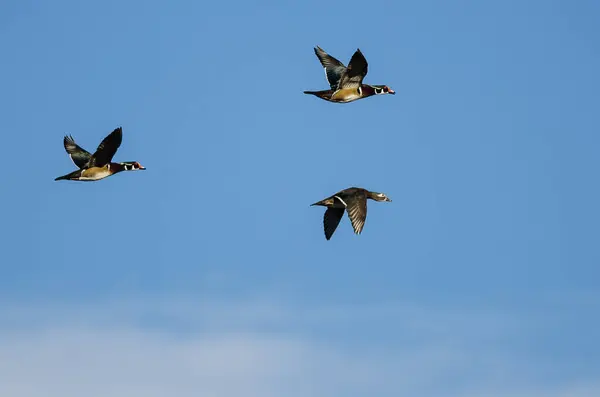 Fotos de Patos selvagens voando, Imagens de Patos selvagens voando sem ...