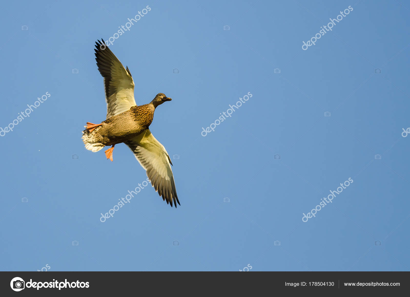 Female Mallard Duck Flying