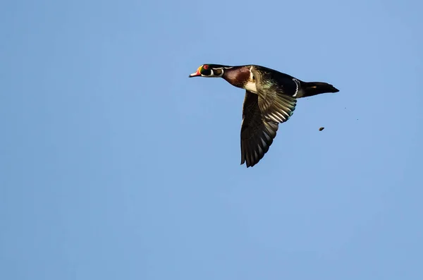 49 Duck poop Images - Free & Royalty-free Stock Duck poop Photos ...