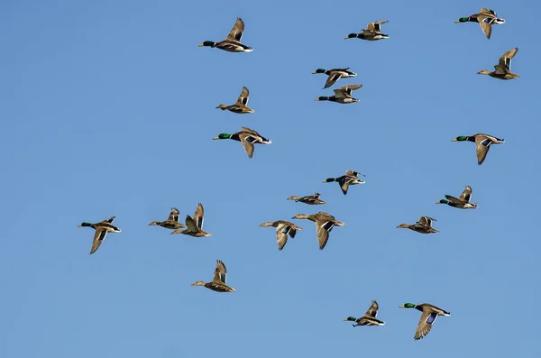 289 ilustraciones de stock de Patos volando | Depositphotos