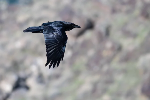 Raven flying Stock Photos, Royalty Free Raven flying Images | Depositphotos