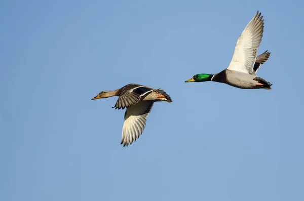 Canards en vol images libres de droit, photos de Canards en vol ...