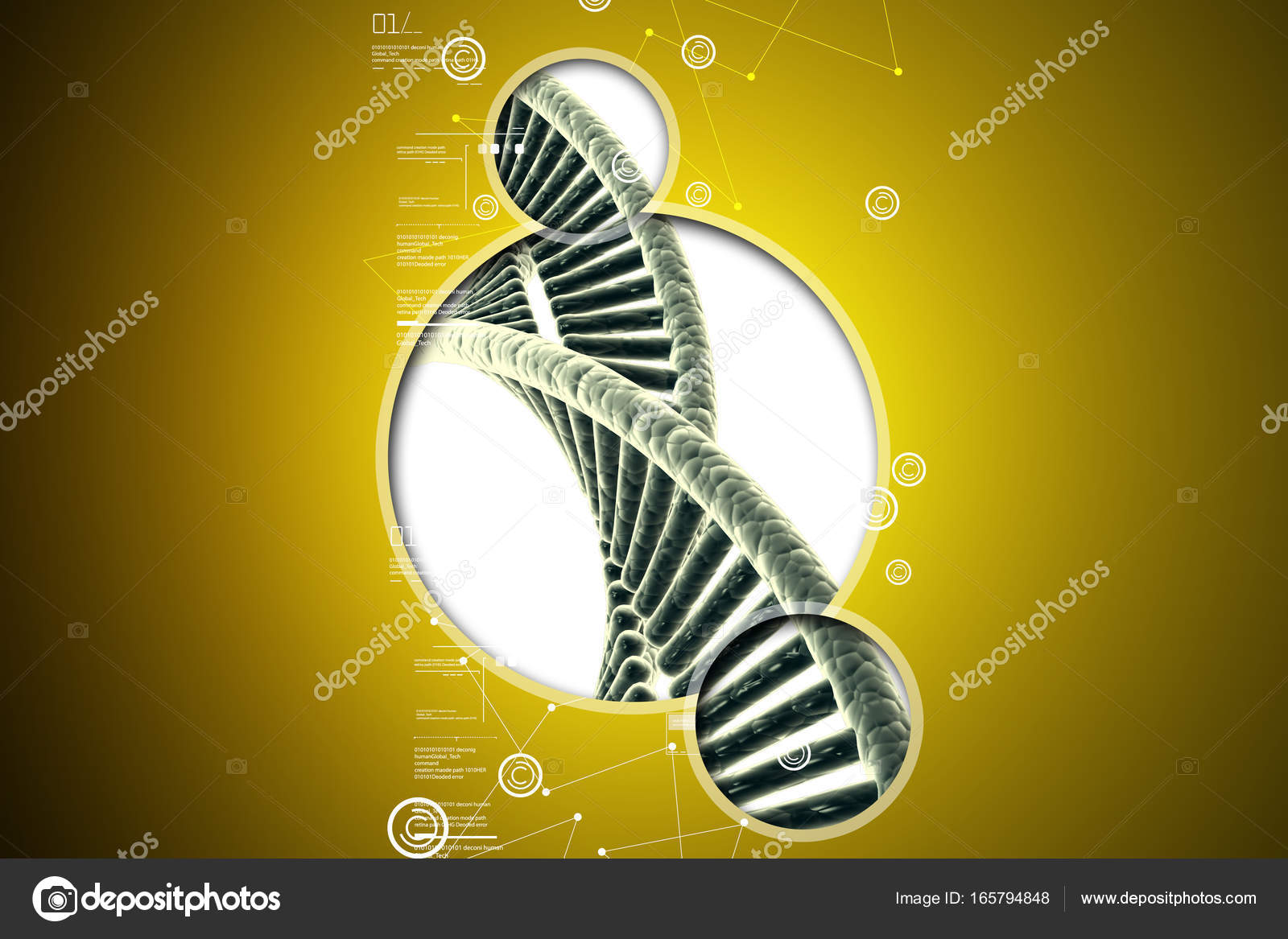 Digital illustration of human DNA strand Stock Photo by ©cuteimage1 ...