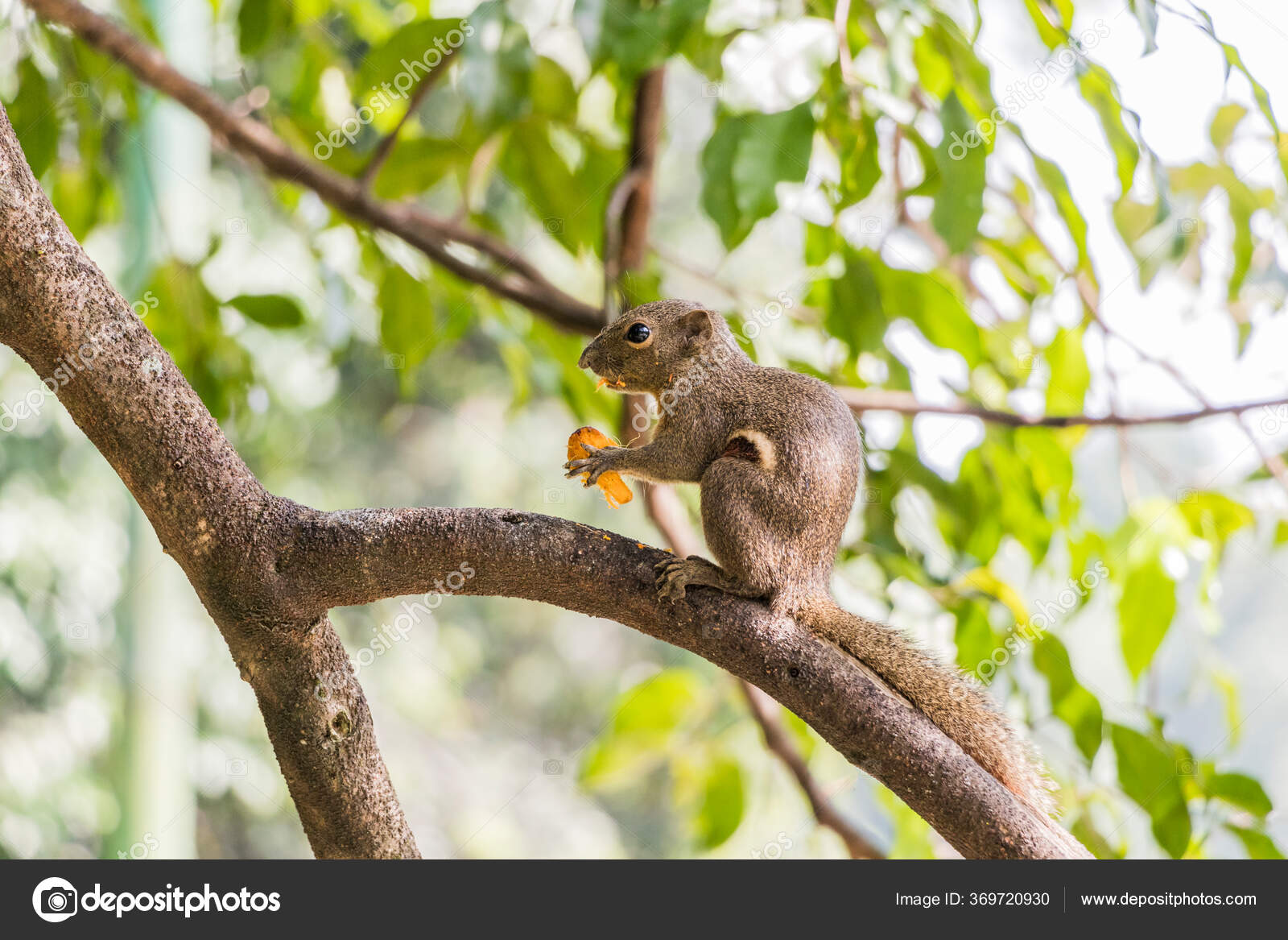 Plantain Squirrel Eats Fruit Branch Beautiful Close Perdana Botanical ...