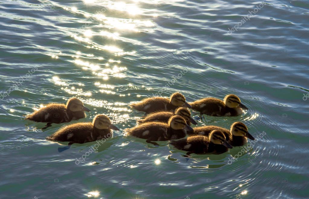 Group Duck Chickens Swimming Water — Stock Photo © grafxart #182339996