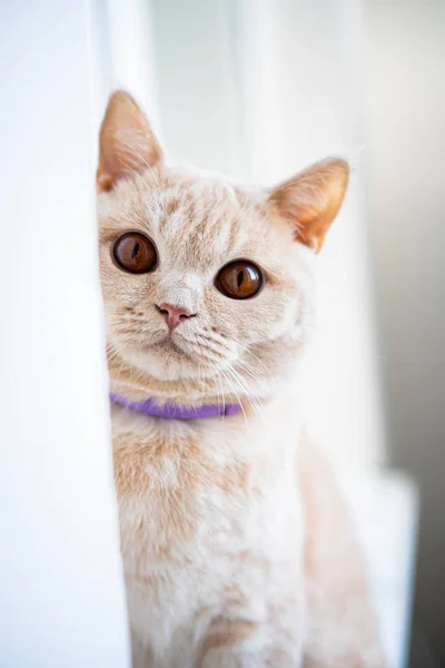 Chat masculin images libres de droit, photos de Chat masculin ...