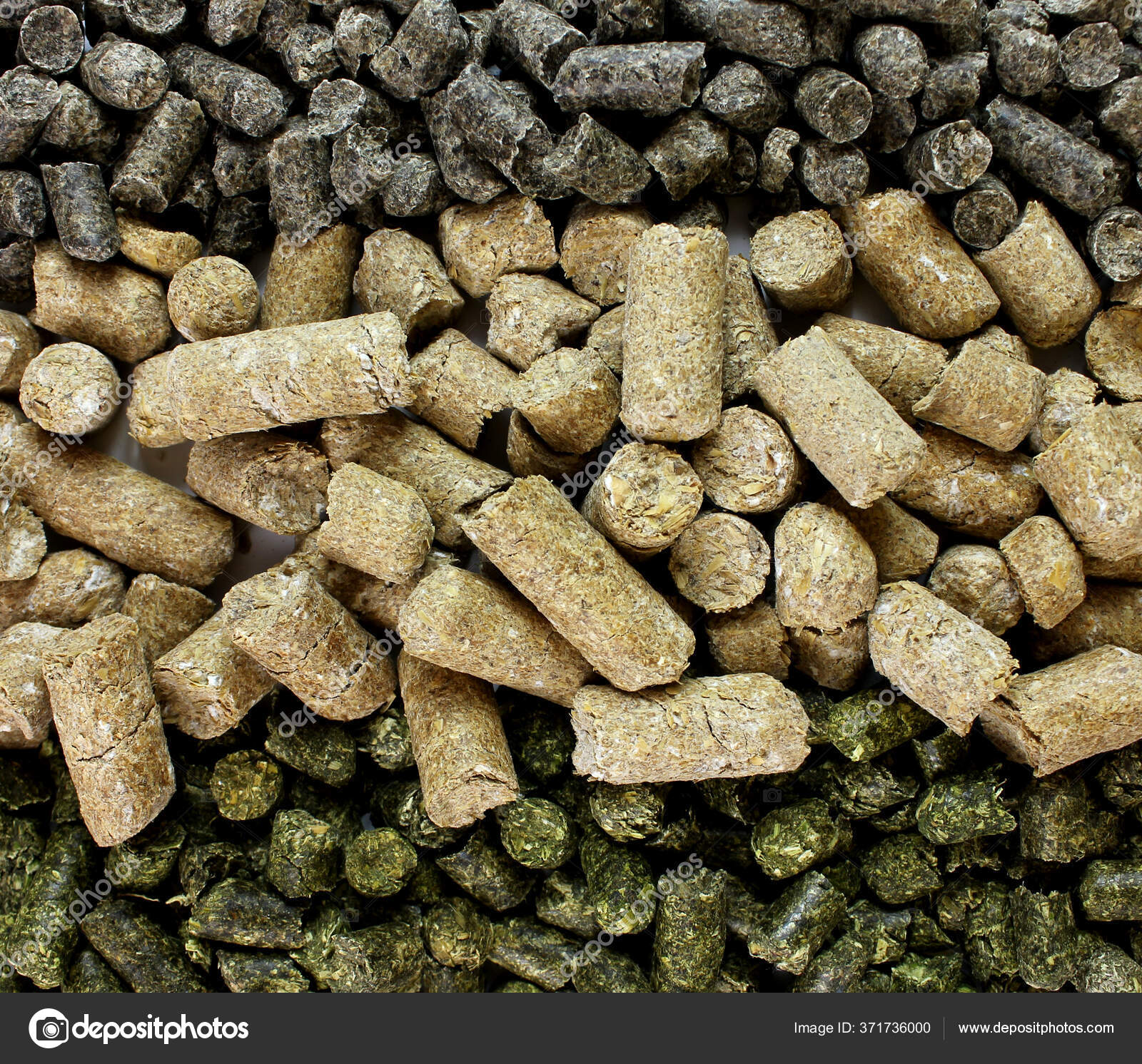 Los Piensos Compoud Forman Animales Ganado Tres Filas Diferentes Tipos ...