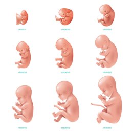 Fetus Stock Photos, Royalty Free Fetus Images | Depositphotos