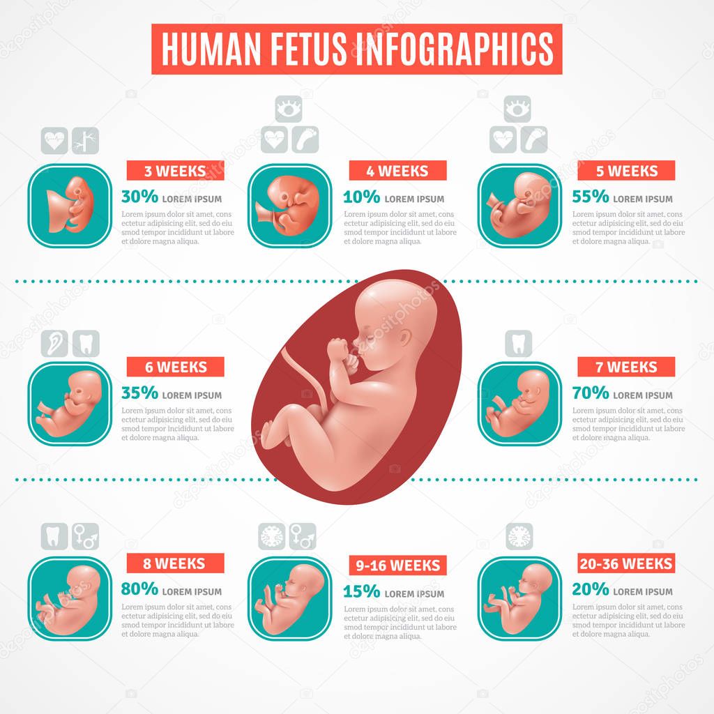 Infografías del feto humano Vector de Stock de ©macrovector 144072327