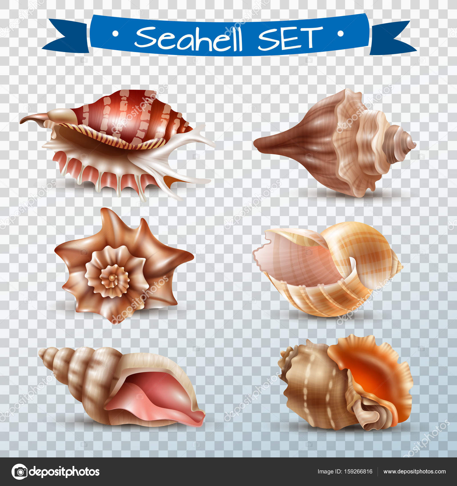 Seashell Transparent Set Stock Vector Image by ©macrovector #159266816