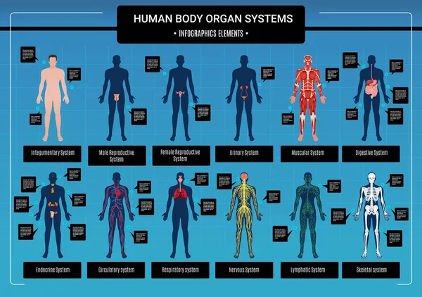 48,362 Human body flat Vector Images | Depositphotos
