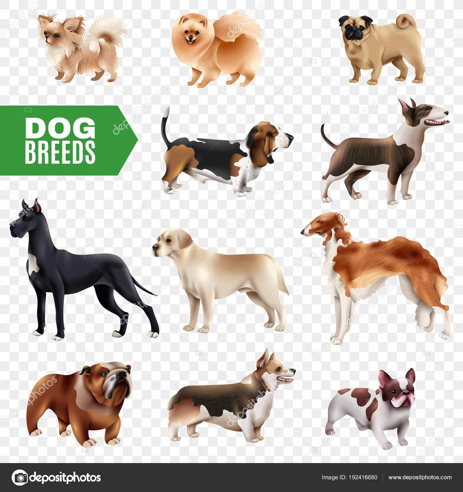 Dog Breeds Transparent Icon Set Stock Vector Image by ©macrovector ...