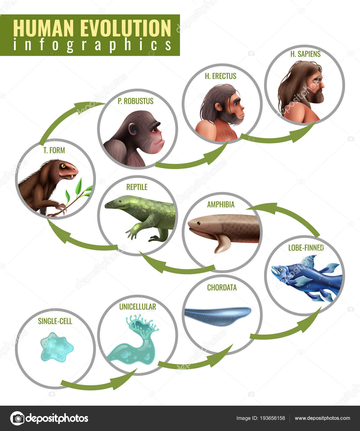 Menneskelig Evolusjon Trediagram En Oversikt Over Kristendommens Mange