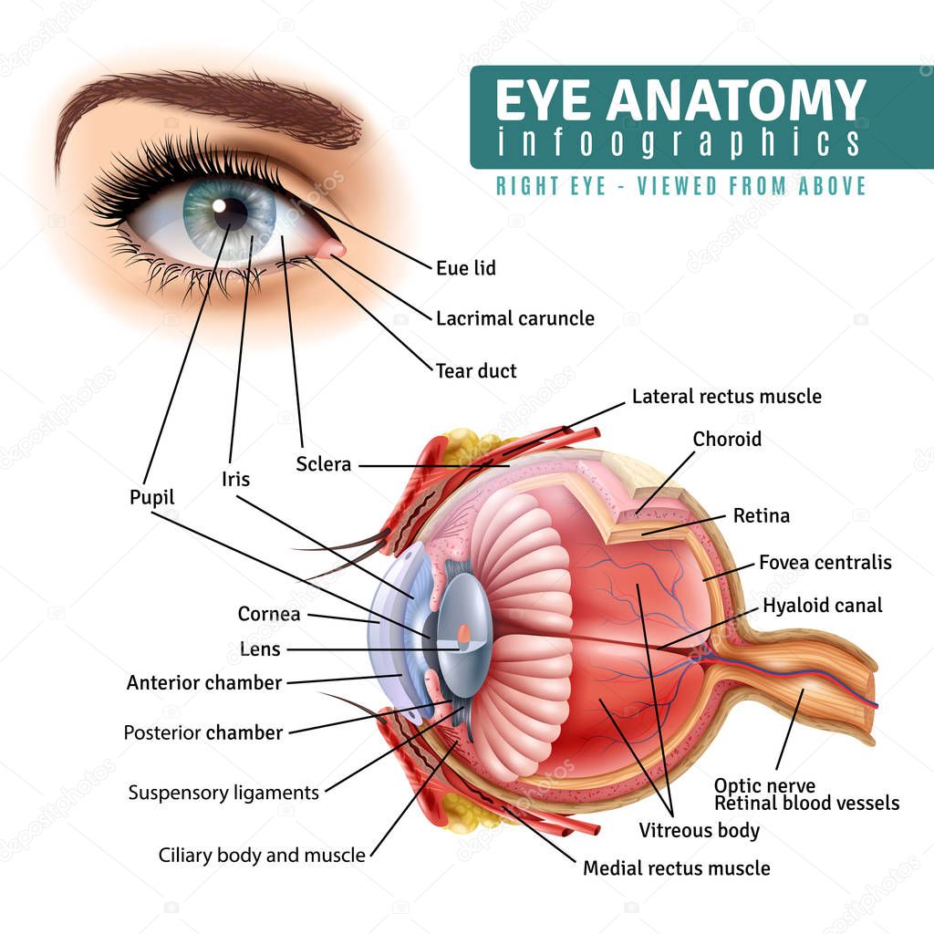 Infografías realistas de anatomía ocular 2022