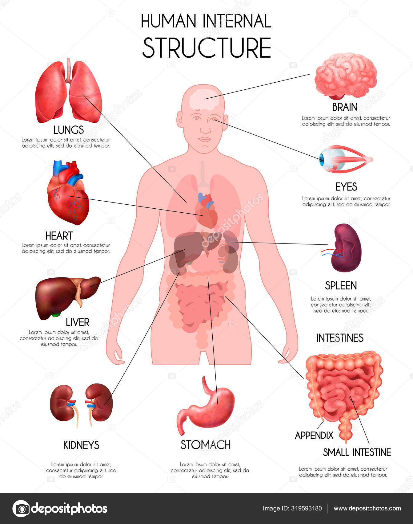 Realistic Human Internal Organs Infographics Stock Vector Image by ...
