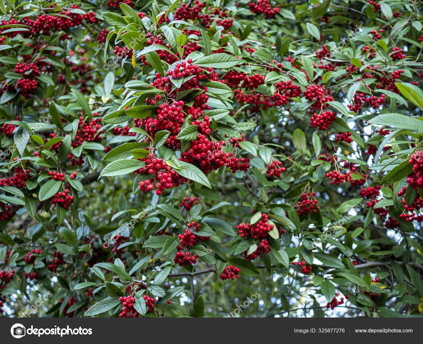 Cotoneaster Tree