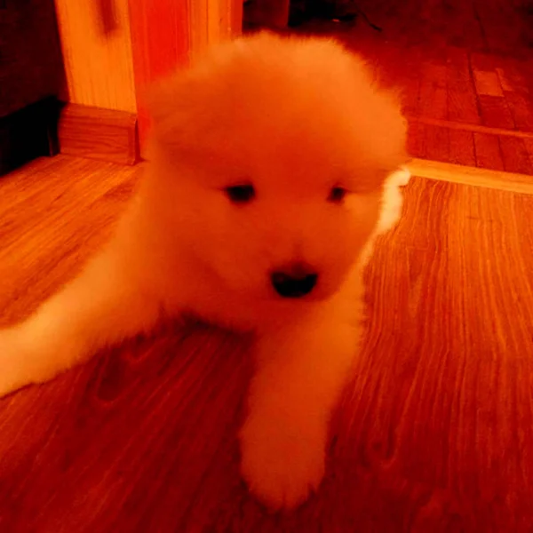 De bork images libres de droit, photos de De bork | Depositphotos