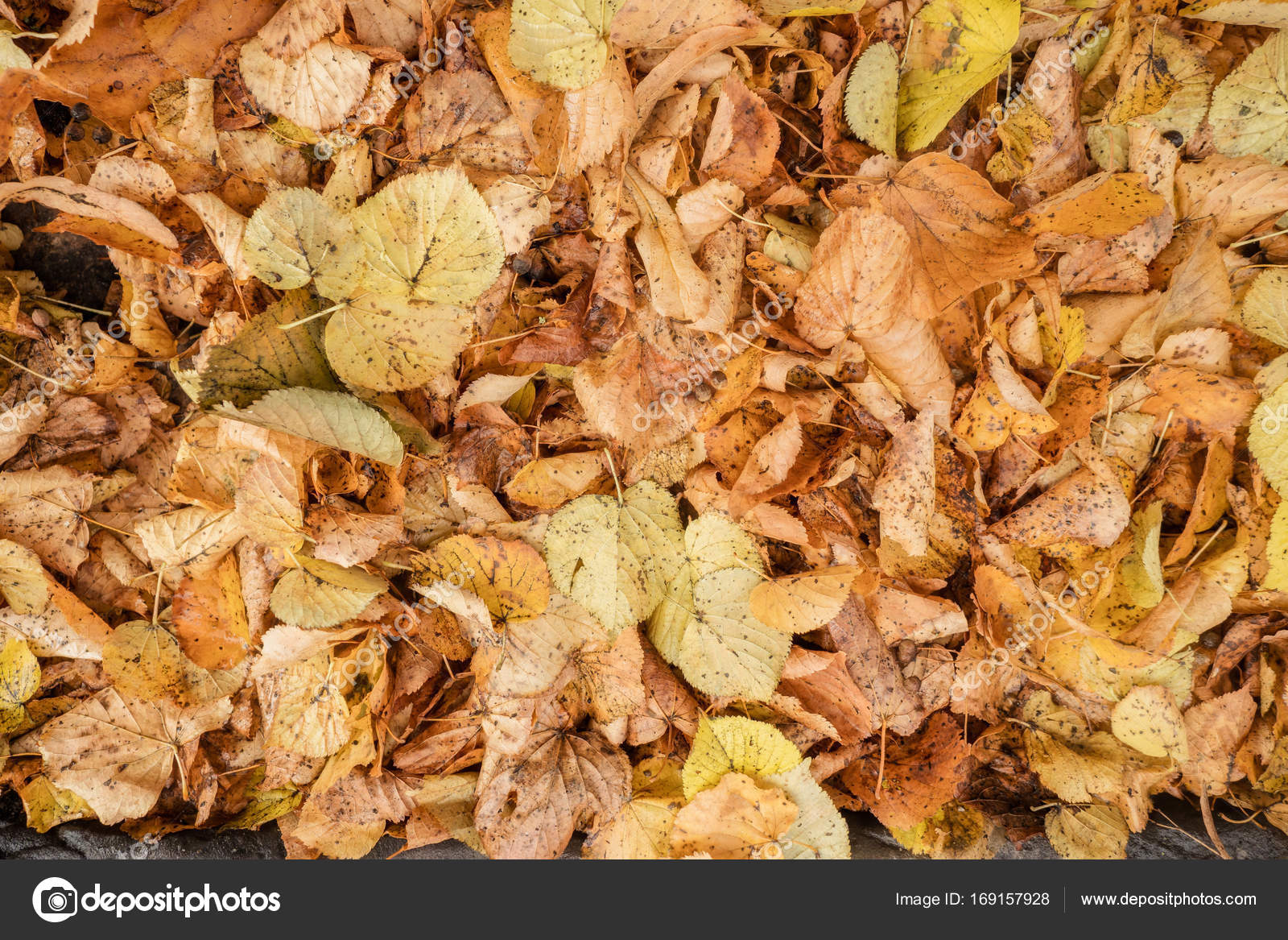 A bunch of autumn leaves — Stock Photo © SandraFotodesign #169157928