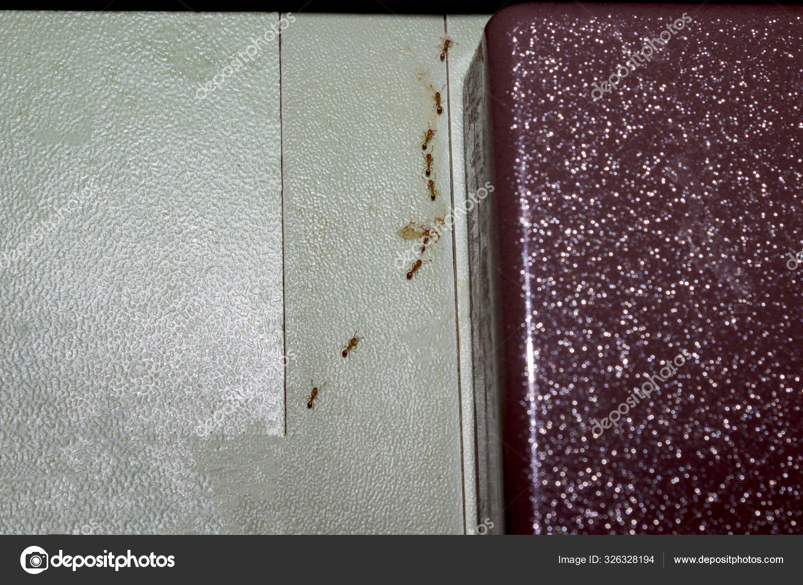 Domestic red ants carry cooked poison from egg yolk and boric acid. A ...