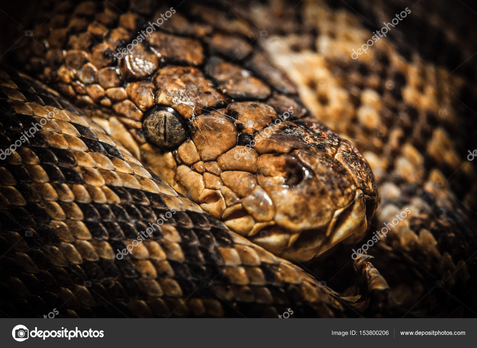 Snake detail portrait Stock Photo by ©jurra89 153800206 Snake detail portrait Stock Photo by ©jurra89 153800206