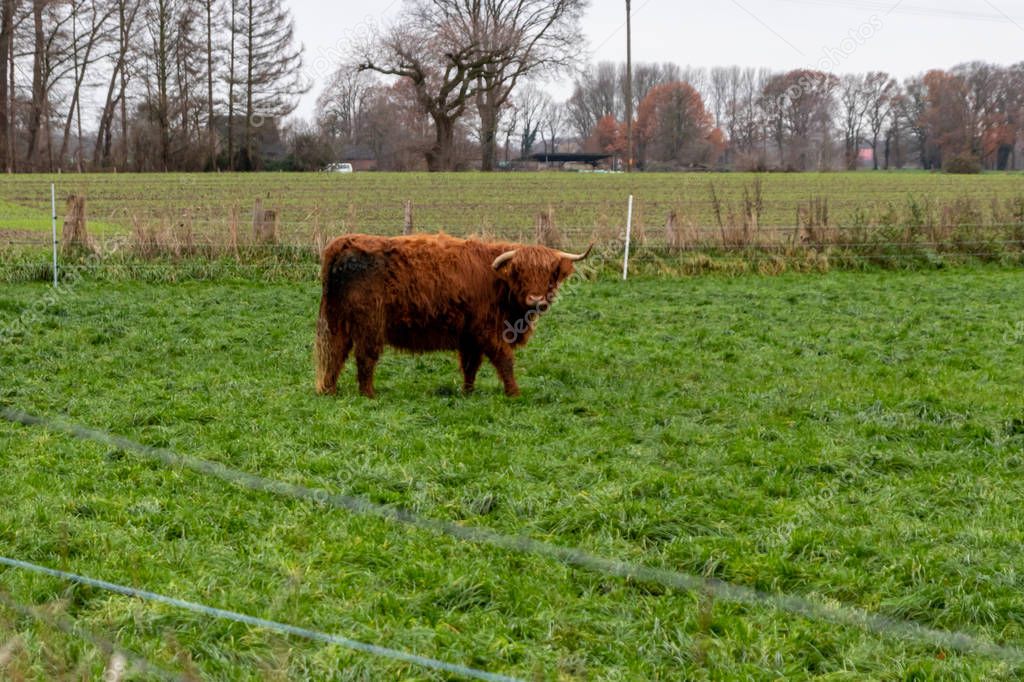 Manada de ganado galopante marrón y blanco en una vivienda animal ...