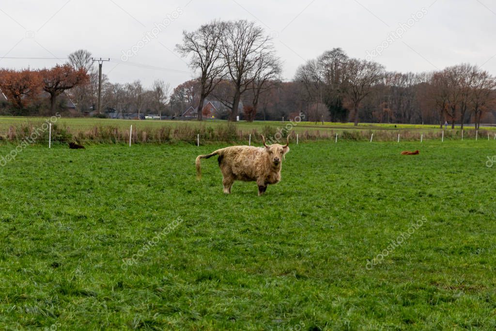 Manada de ganado galopante marrón y blanco en una vivienda animal ...