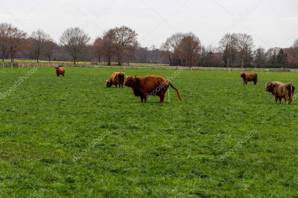 Manada de ganado galopante marrón y blanco en una vivienda animal ...