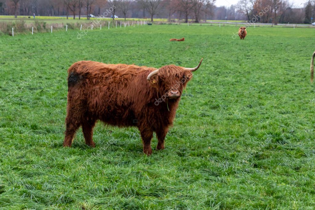 Manada de ganado galopante marrón y blanco en una vivienda animal ...
