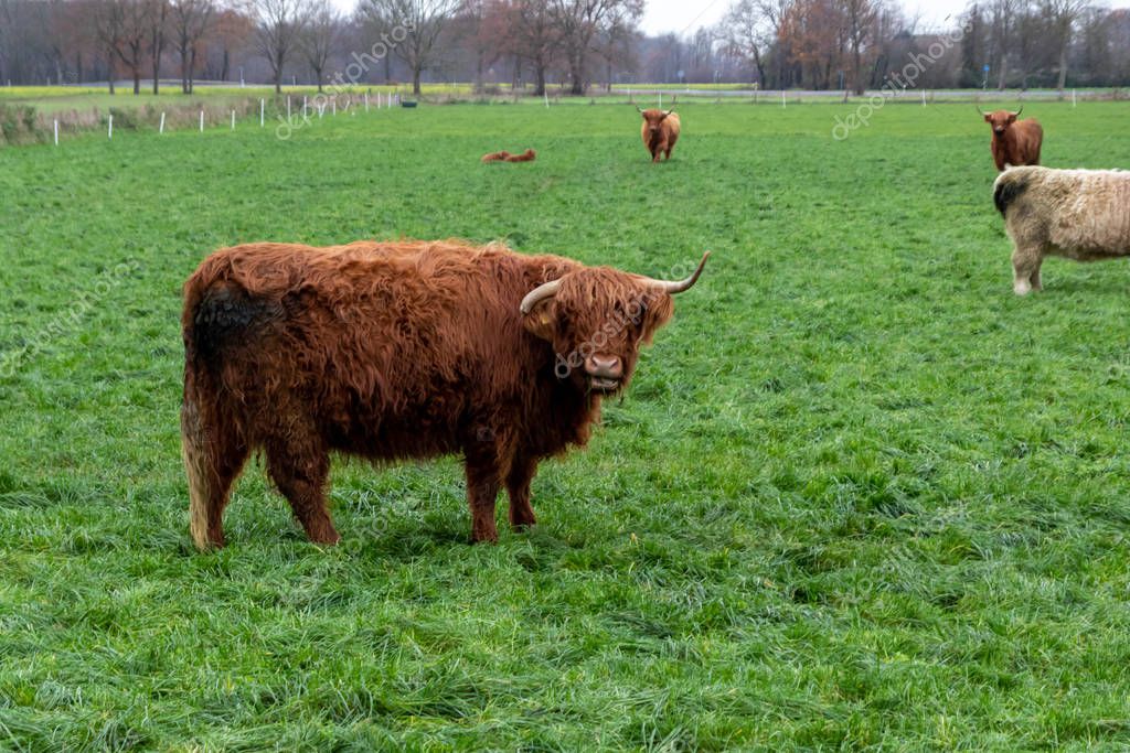 Manada de ganado galopante marrón y blanco en una vivienda animal ...