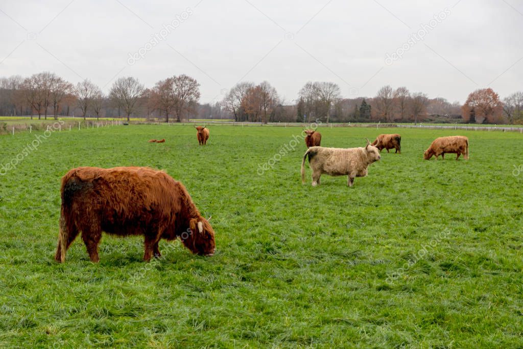 Manada de ganado galopante marrón y blanco en una vivienda animal ...