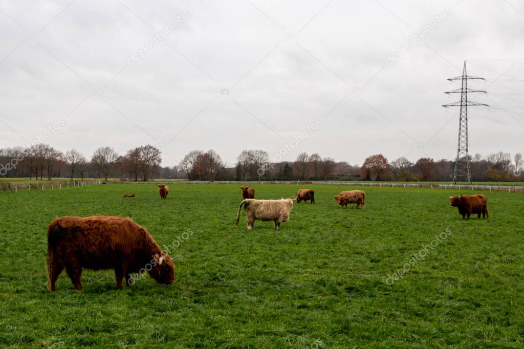 Manada de ganado galopante marrón y blanco en una vivienda animal ...