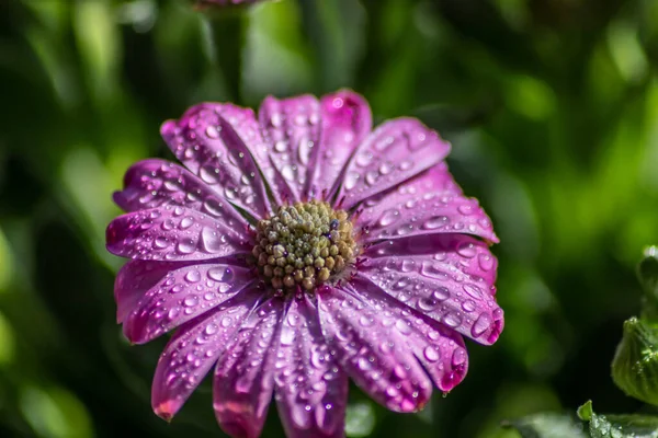 Rain drops in sunlight on flower blossoms show freshness and pure ...