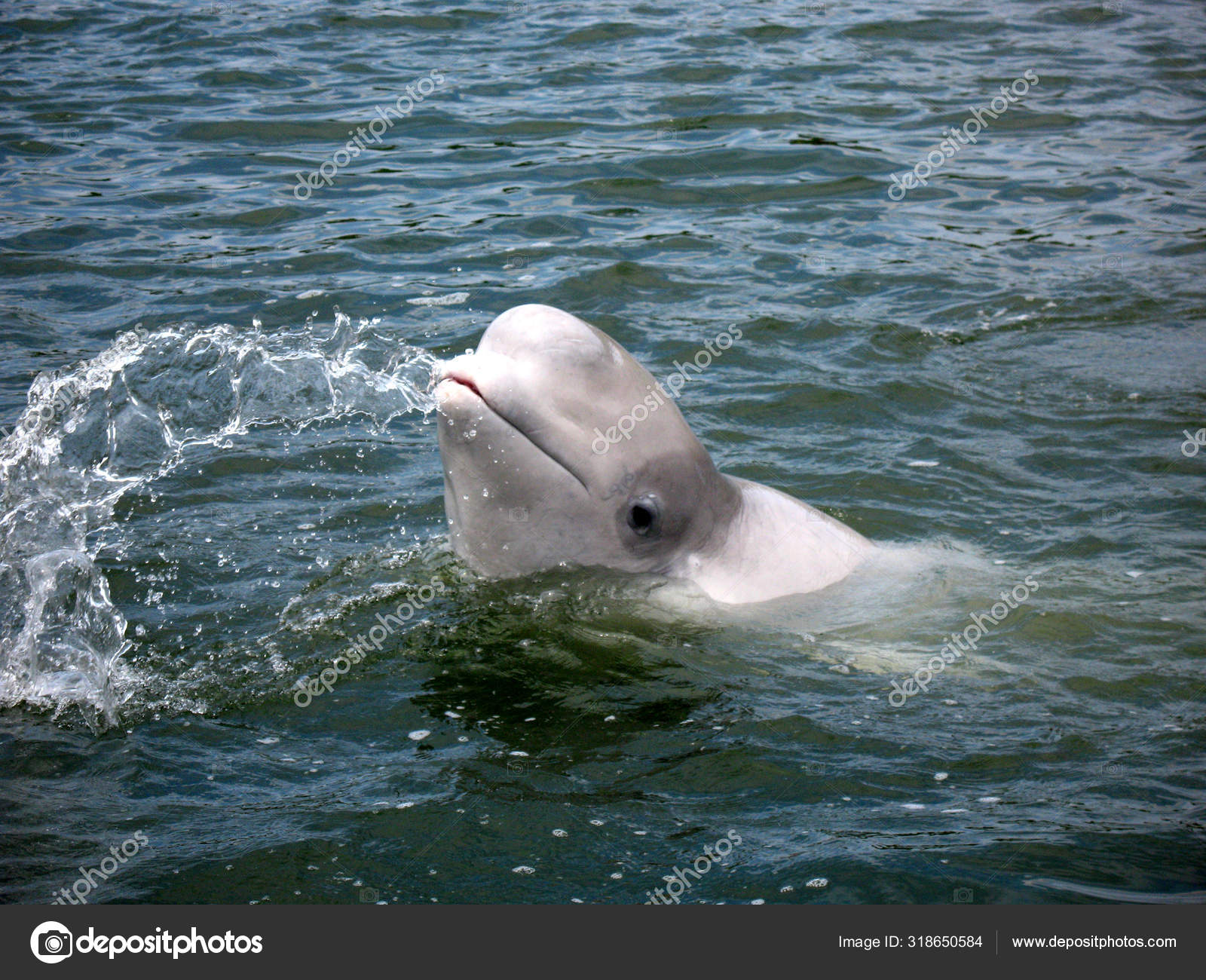 Beluga Whale Called Ocean Dolphin Species Polar Dolphin Whose Habitat ...
