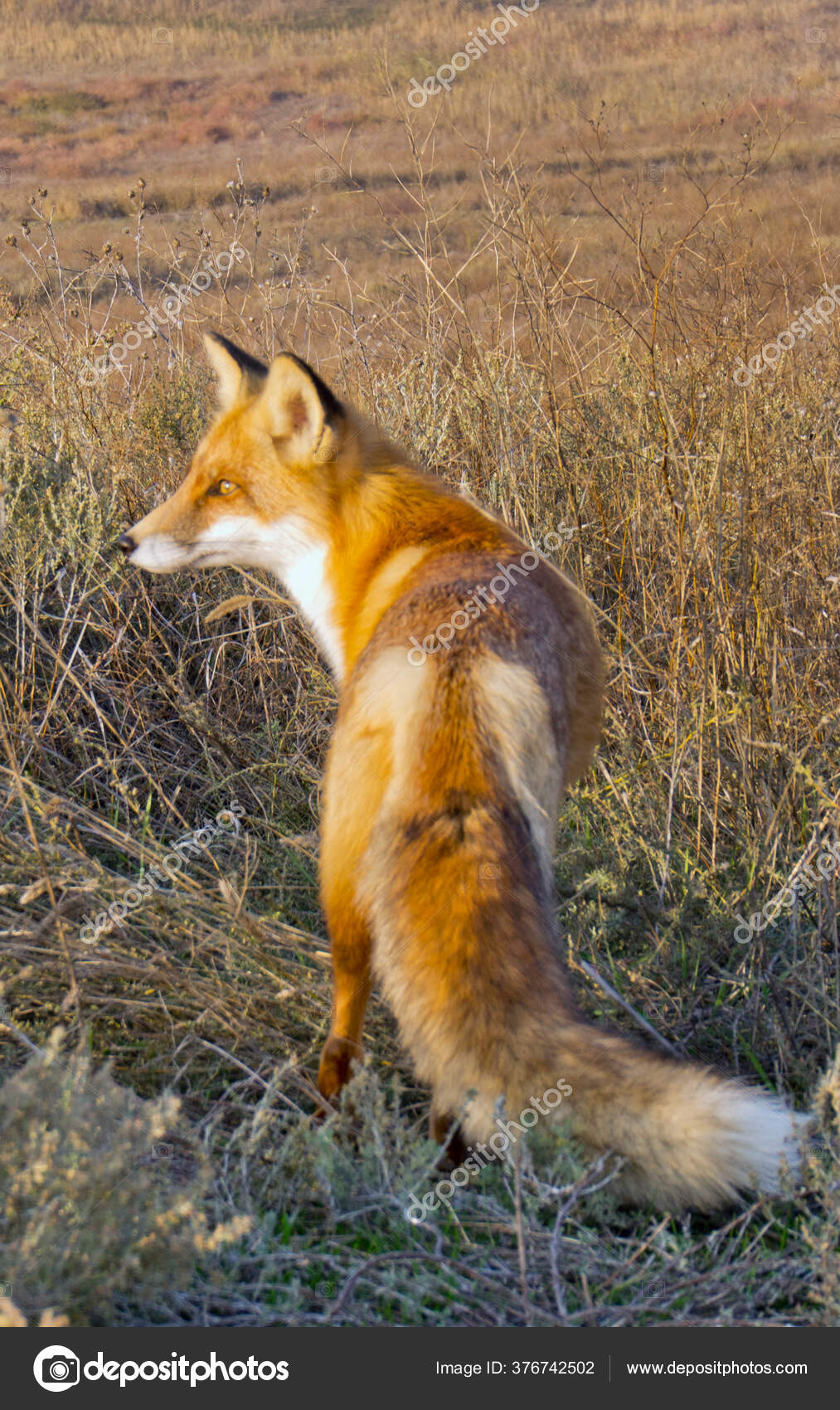 Location Russia Taman Peninsula Kerch Strait Zone Active Shipping ...