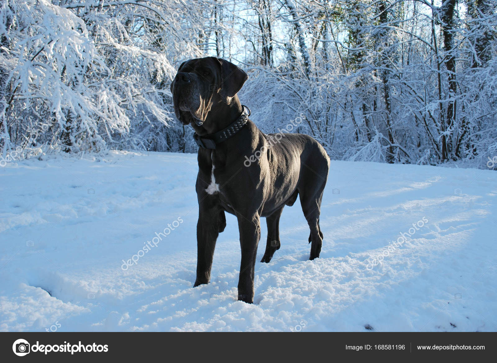A big grey great dane — Stock Photo © jpr03 #168581196