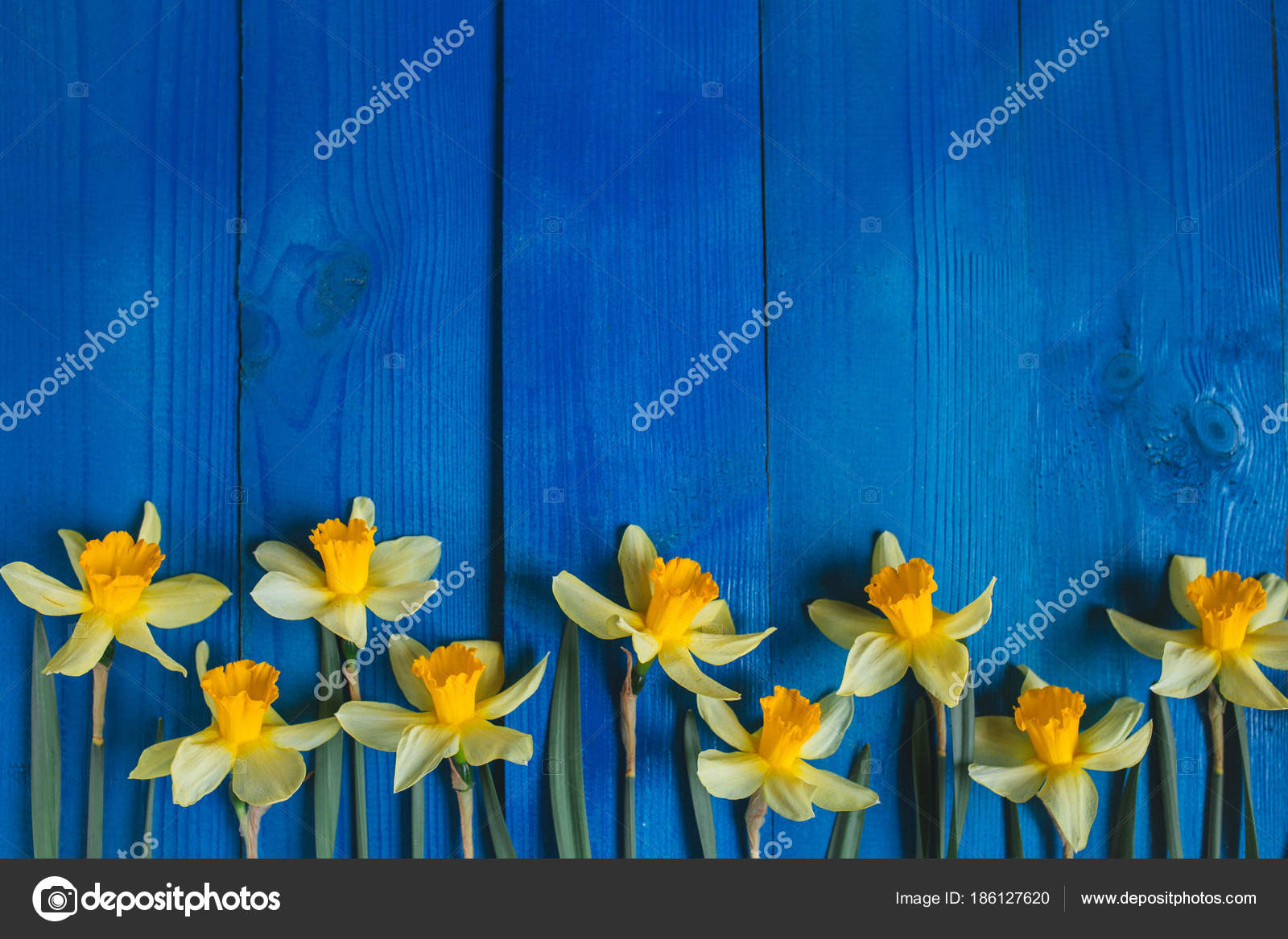 Blue Daffodils